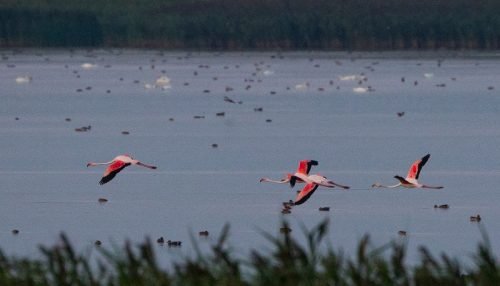 Pasari flamingo, aparitie extrem de rara pentru Romania - E Istoria ...