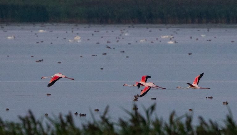 Pasari flamingo, aparitie extrem de rara pentru Romania - E Istoria ...