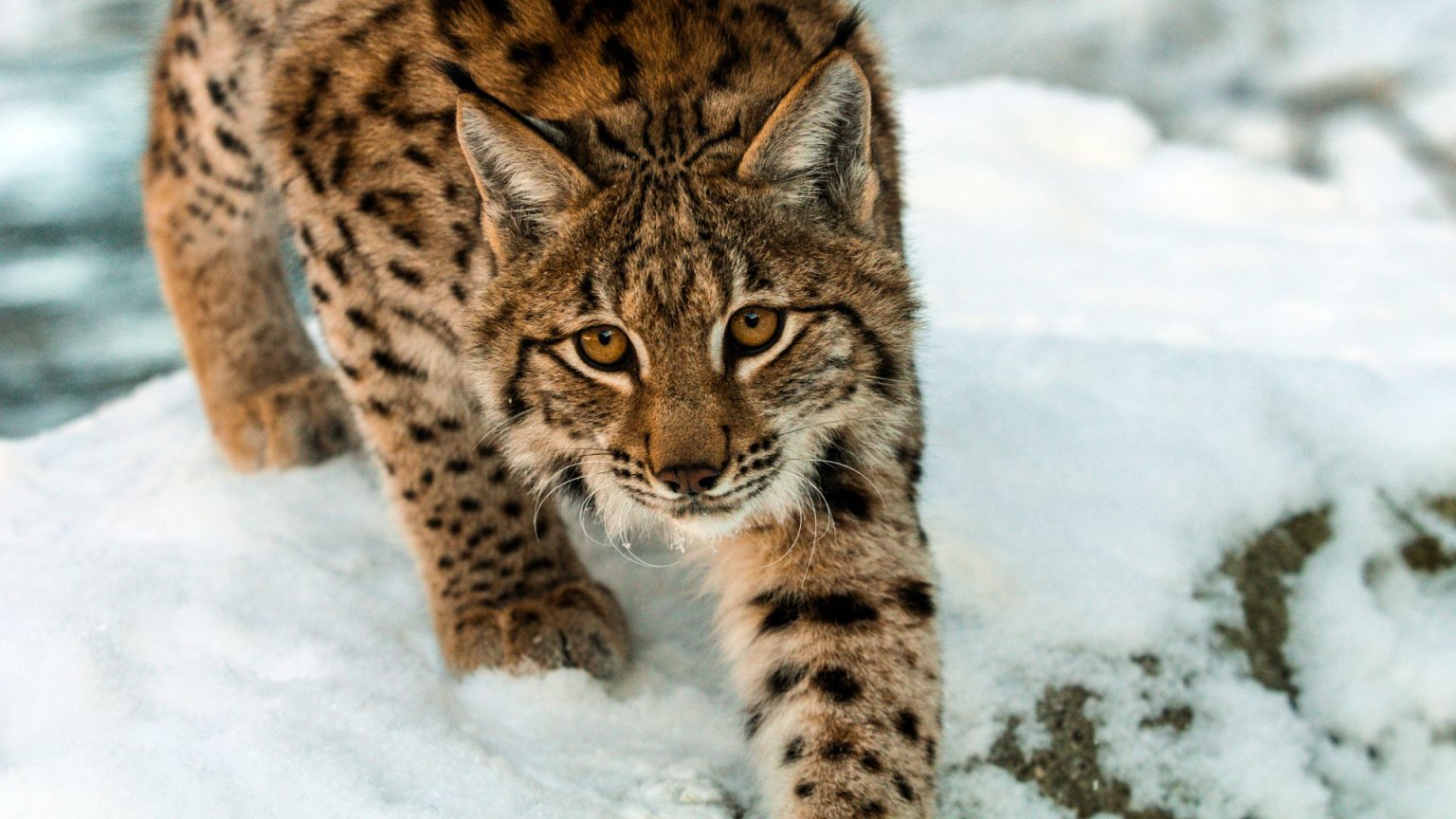 Râsul în România: Pantera Carpaților și Rolul Său în Ecosistem - E ...